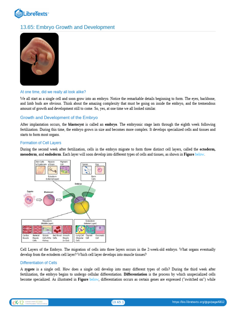 13.65 Embryo Growth and Development | PDF | Embryo | Cellular ...