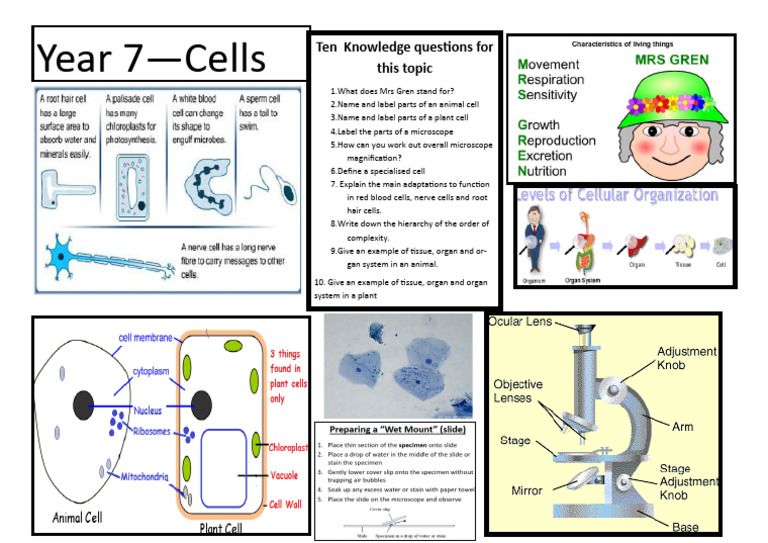 Y7-Cells-KO | PDF
