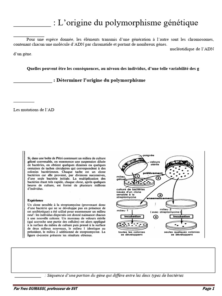 Origine du polymorphisme génétique | PDF | Dominance (Génétique) | Méiose
