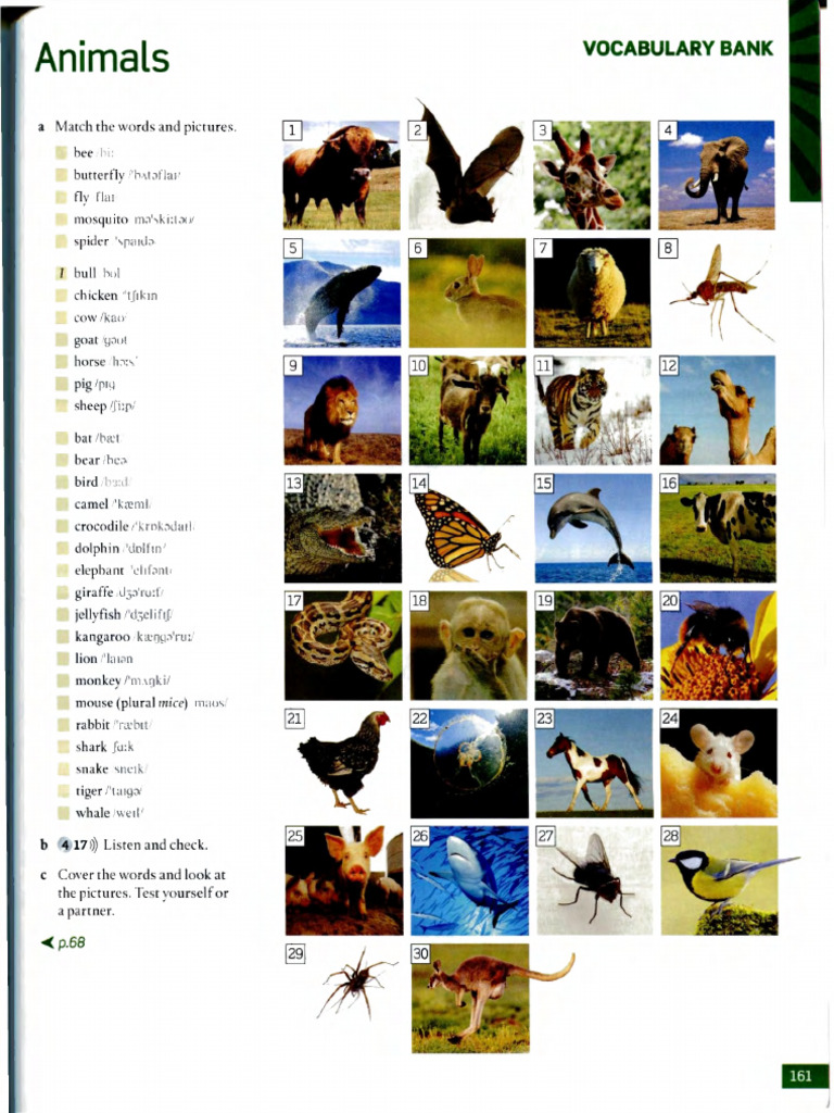 Animal Vocabulary Matching Guide | PDF