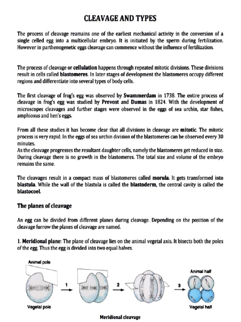 Cleavage | PDF | Egg | Developmental Biology