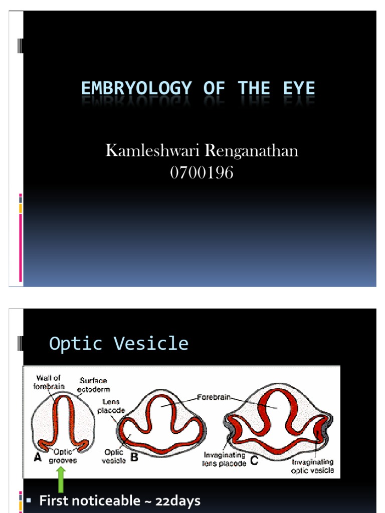 Embryology | PDF | Ophthalmology | Human Anatomy