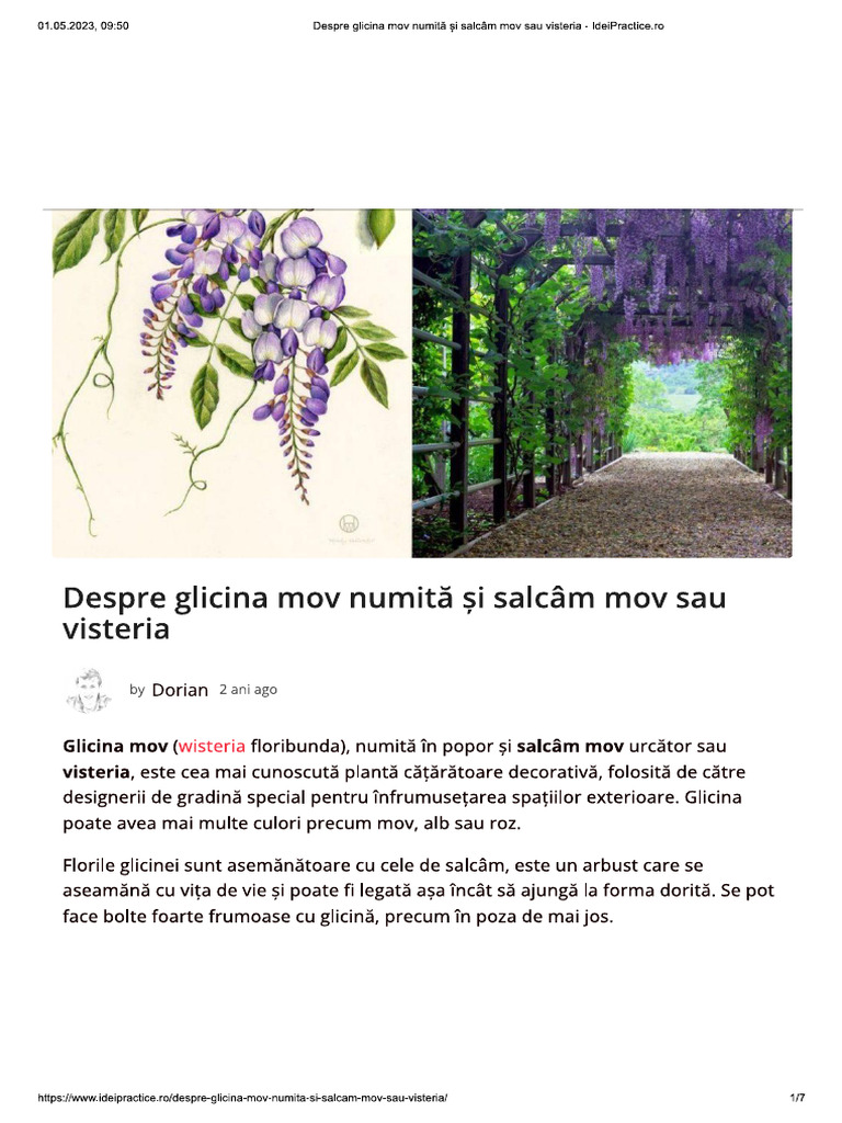 Despre Glicina Mov Numită Și Salcâm Mov Sau Visteria - IdeiPractice | PDF