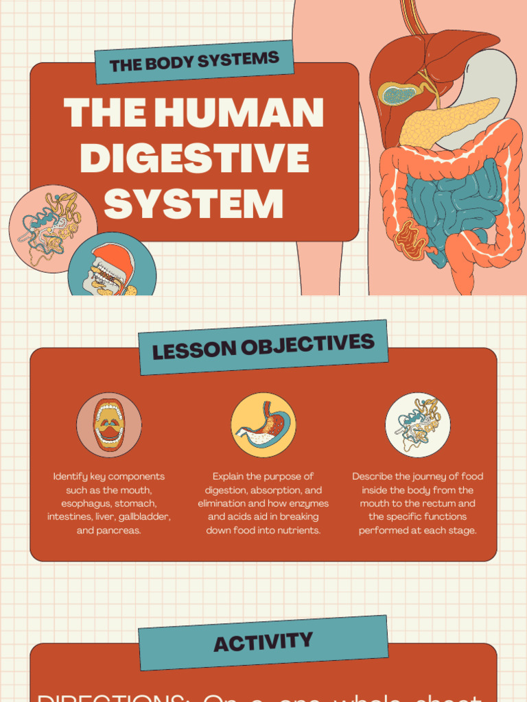 Human Digestive System Overview | PDF | Digestion | Human Digestive System