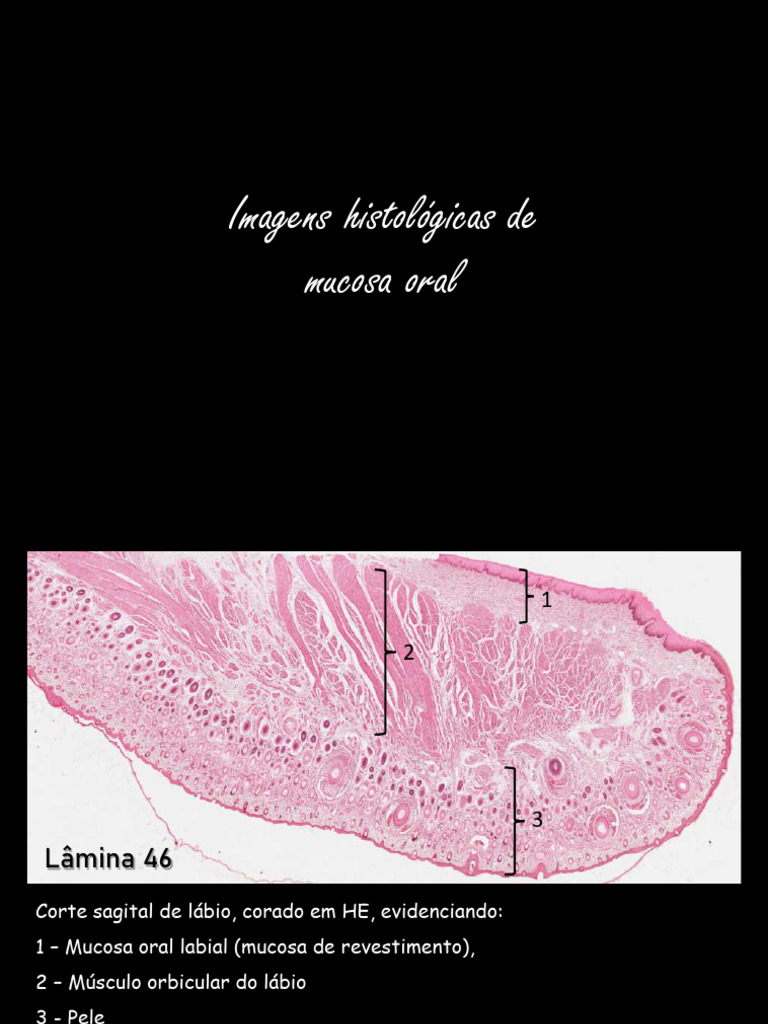 Lâminas de Mucosa Oral | PDF | Língua | Anatomia