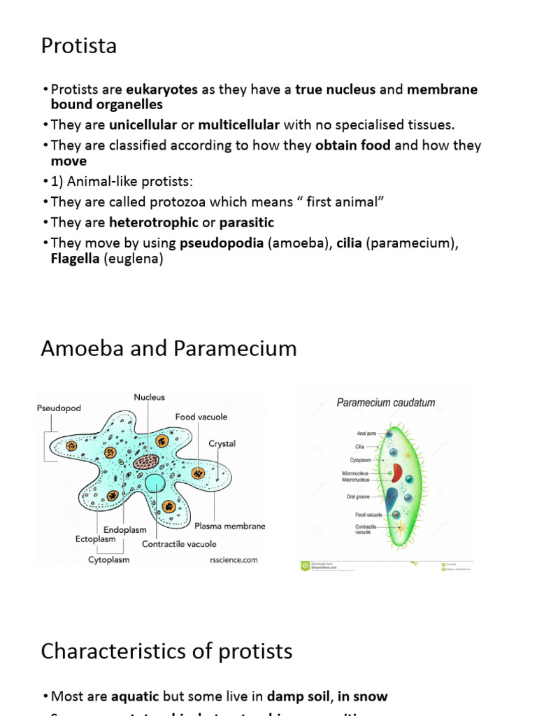 Understanding Protists and Malaria | PDF | Fungus | Malaria