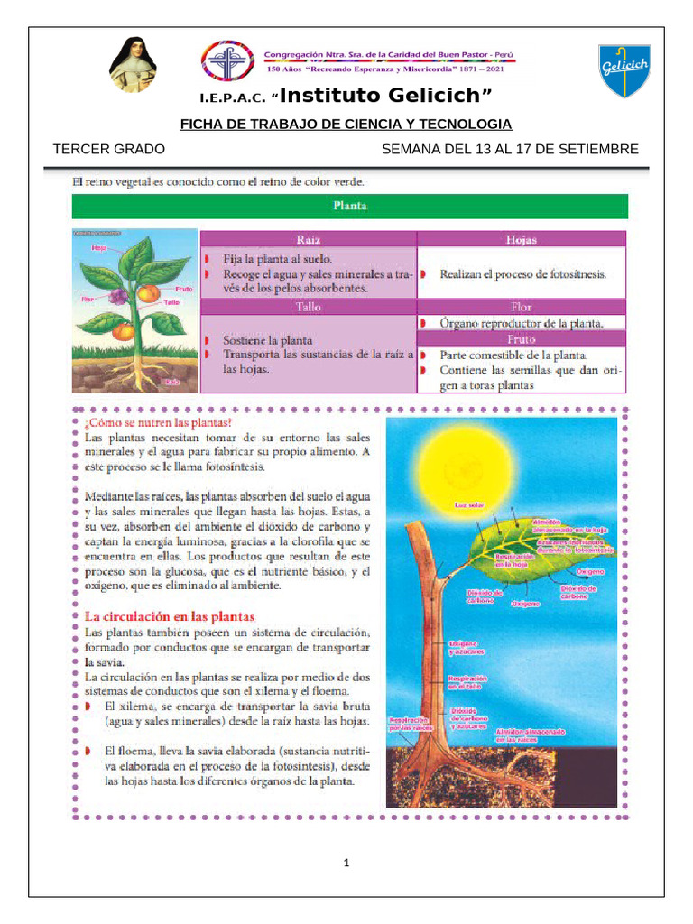 Ficha de Trabajo de Ciencia y Tecnologia | PDF