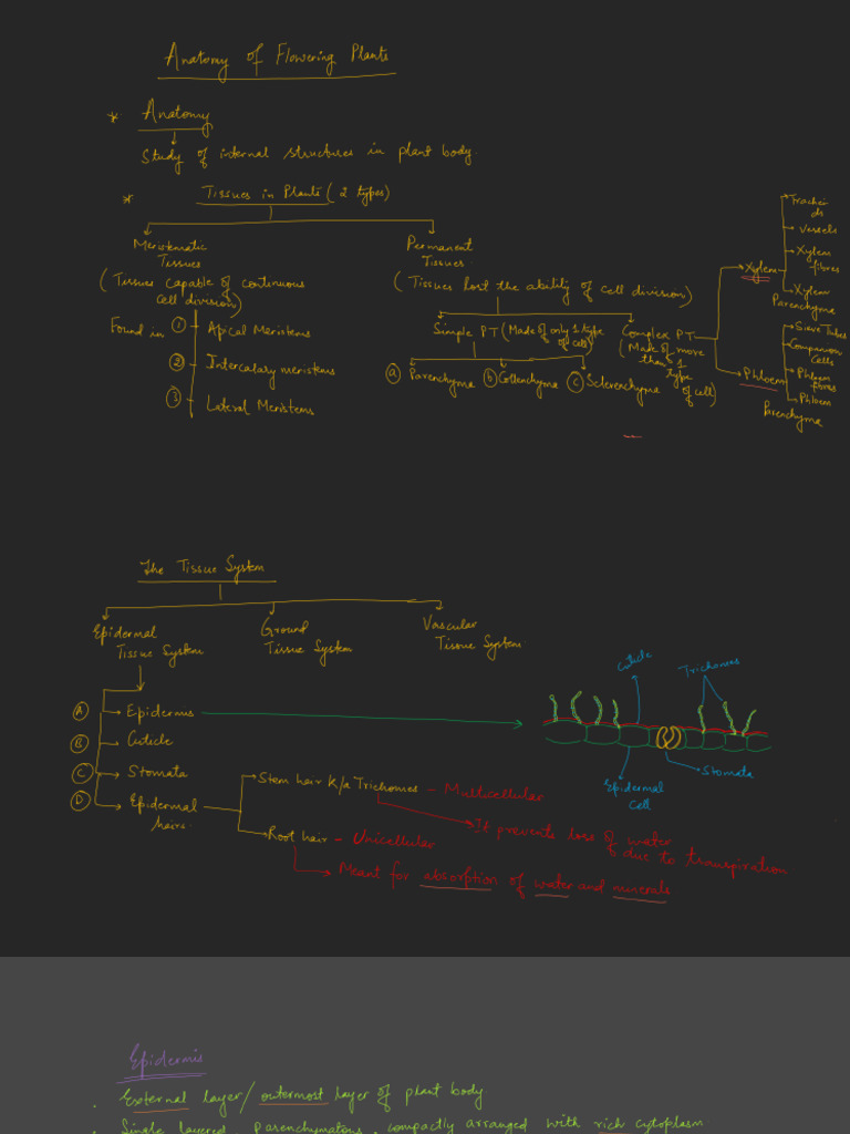 Anatomy of Flowering Plants Notes | PDF