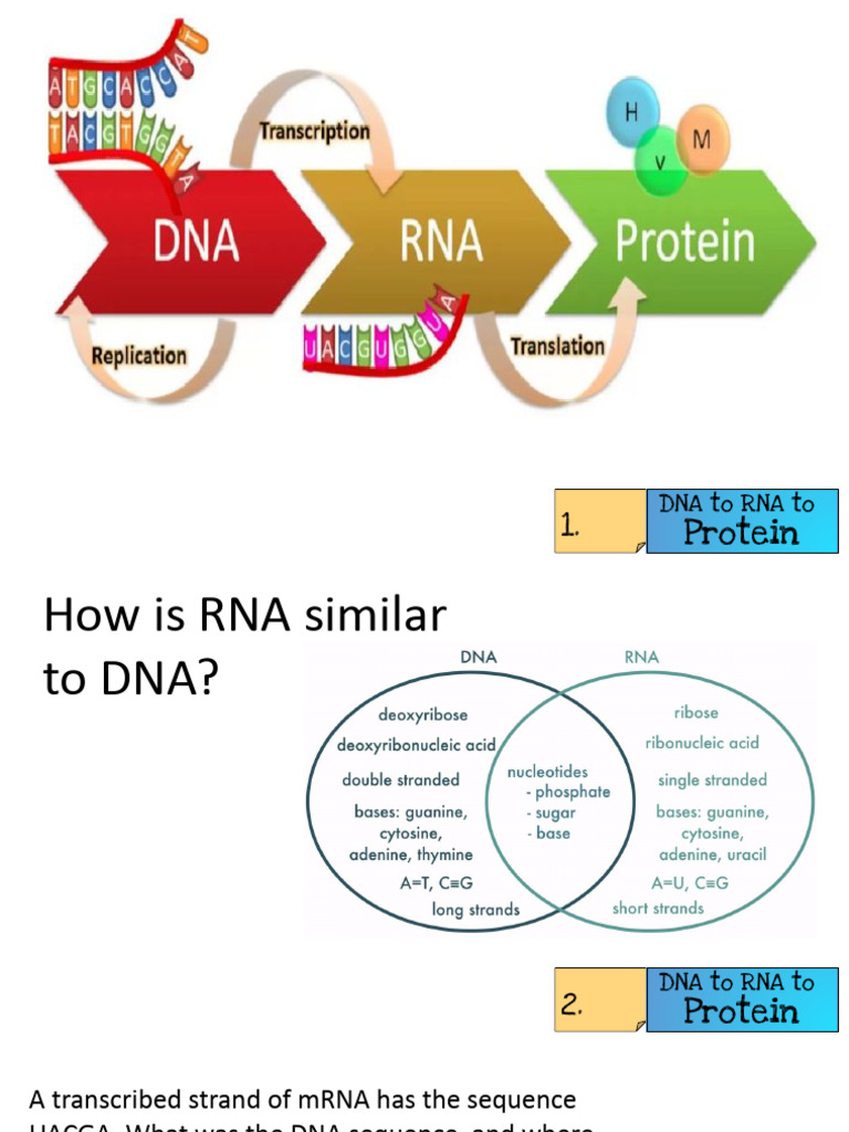 Protein_Synthesis_Task_Cards | PDF | Rna | Dna