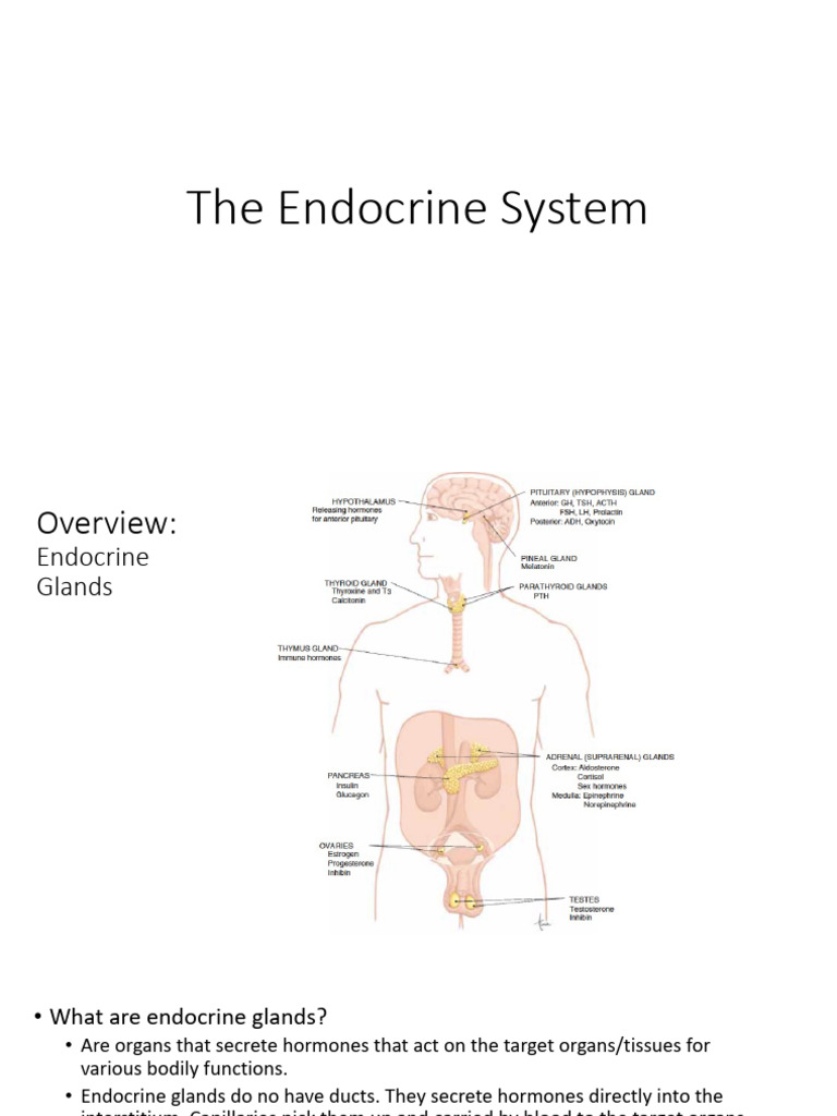 Endocrine | PDF | Endocrine System | Pituitary Gland
