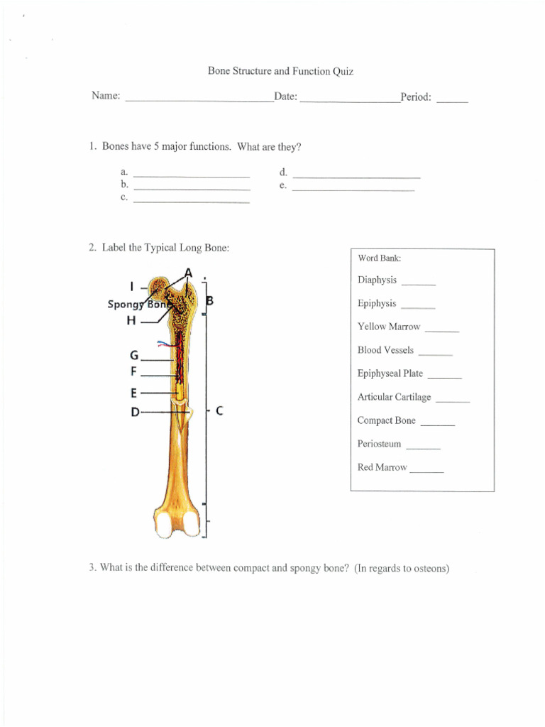 Bones Quiz Revised | PDF
