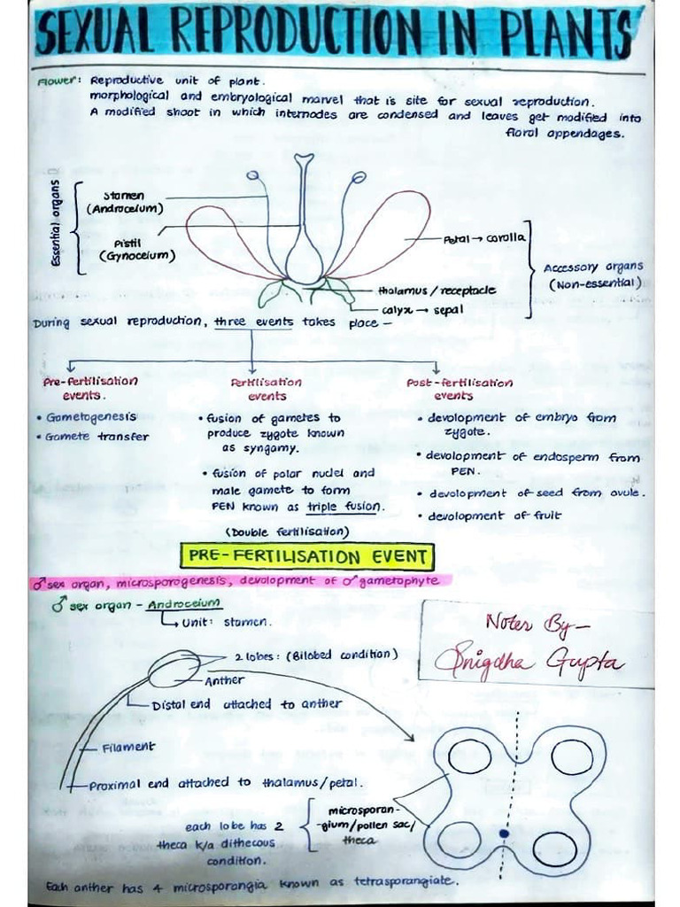 Sexual Reproduction in Plants Notes | PDF