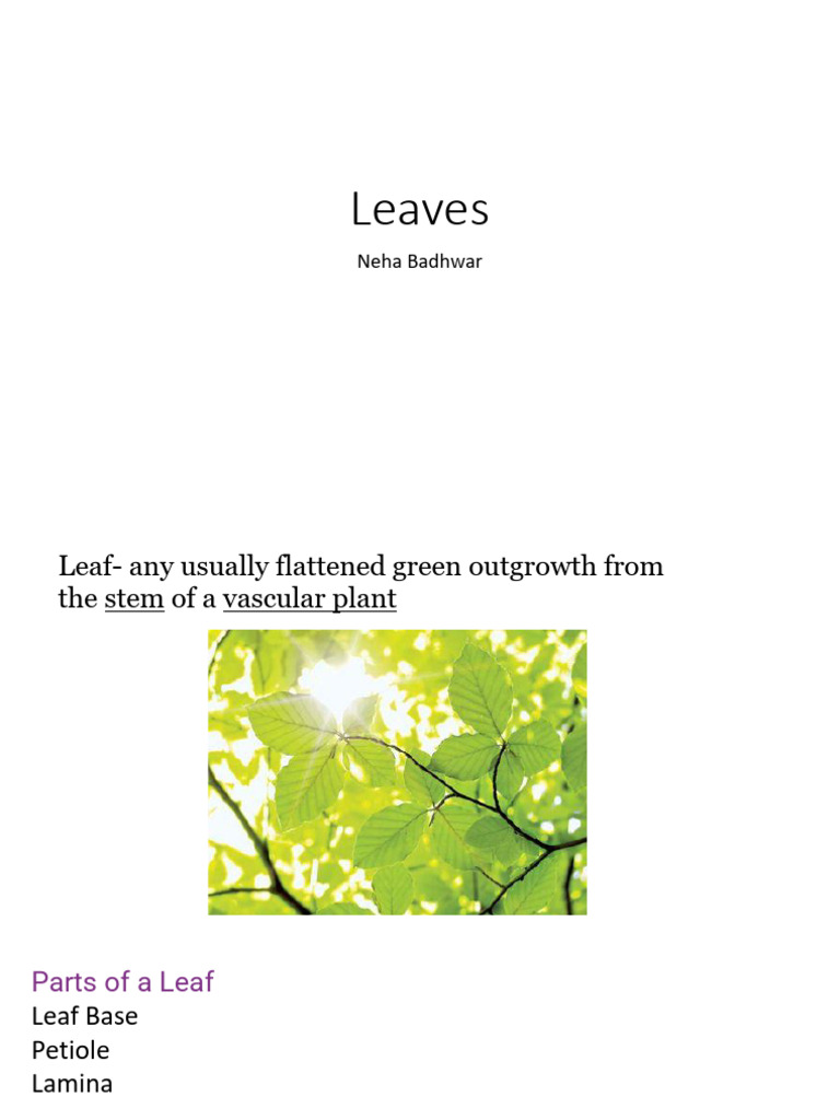 Unit 1 Leaves | PDF | Leaf | Forensic Science