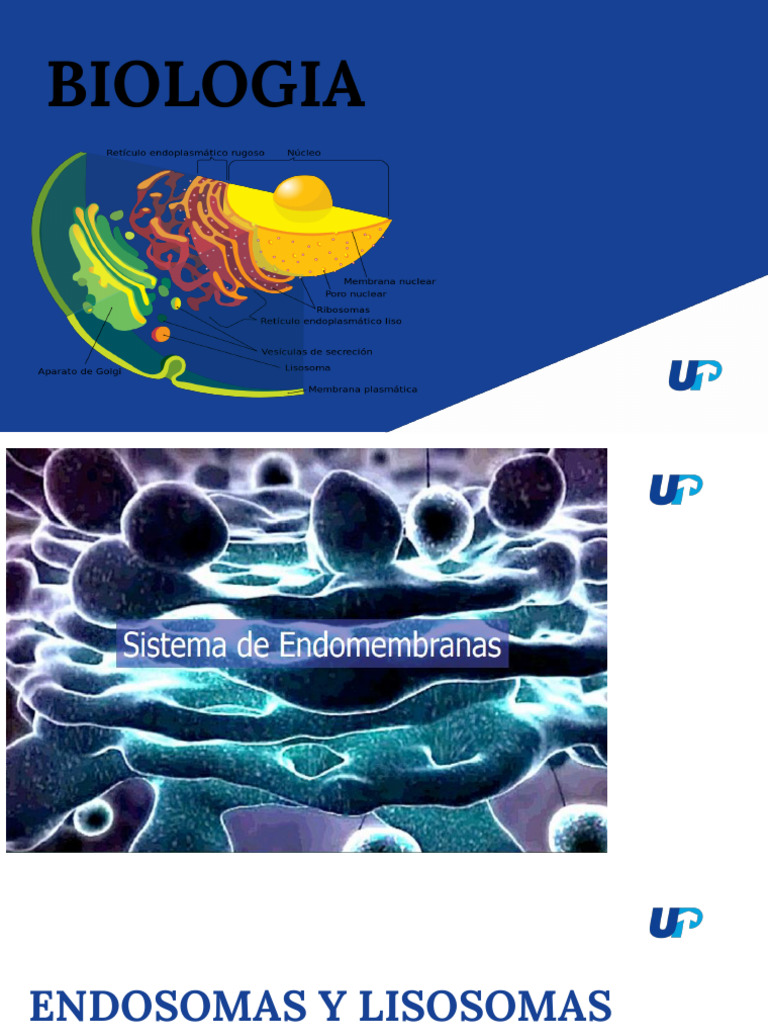10.1.sistema de Endom 2 | PDF | Lisosoma | Receptor (Bioquímica)