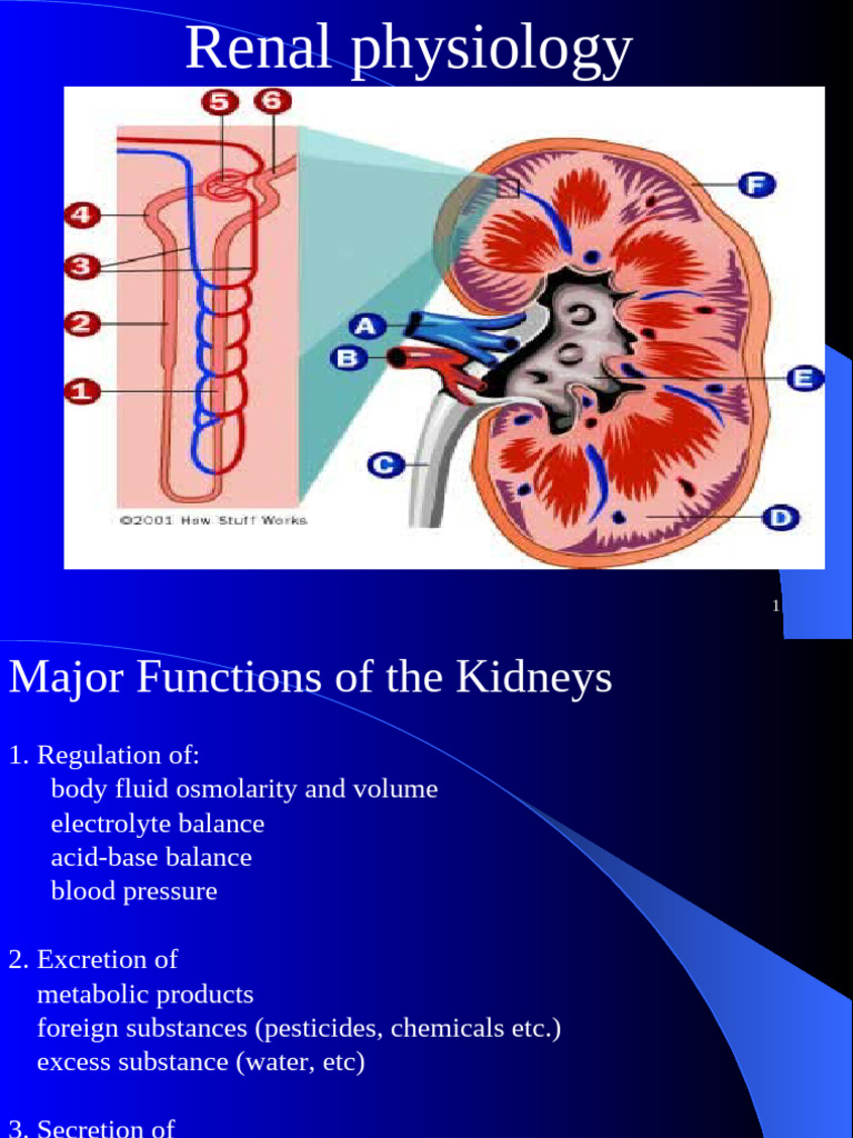 Understanding Renal Physiology Basics | PDF | Kidney | Animal Anatomy
