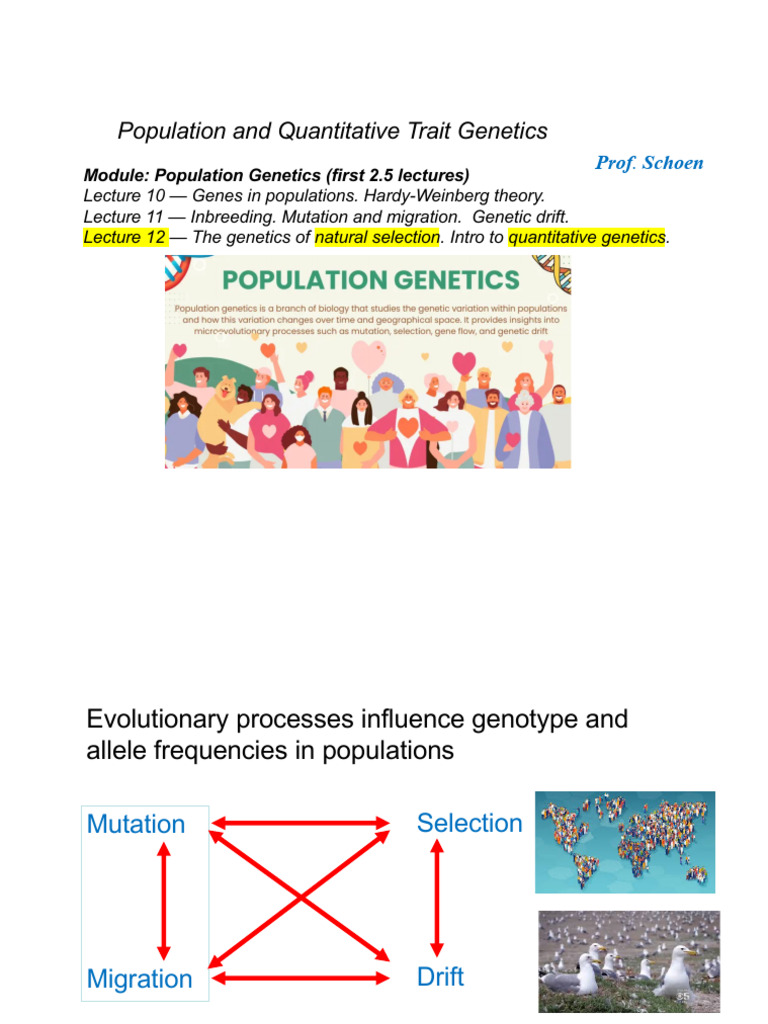 Lecture 12 202 2024 Annotated Pdf Quantitative Trait Locus