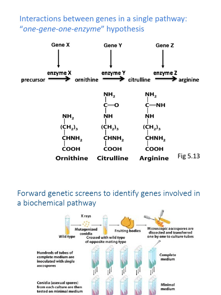 8 Genetic Interaction PDF | PDF | Epistasis | Dominance (Genetics)