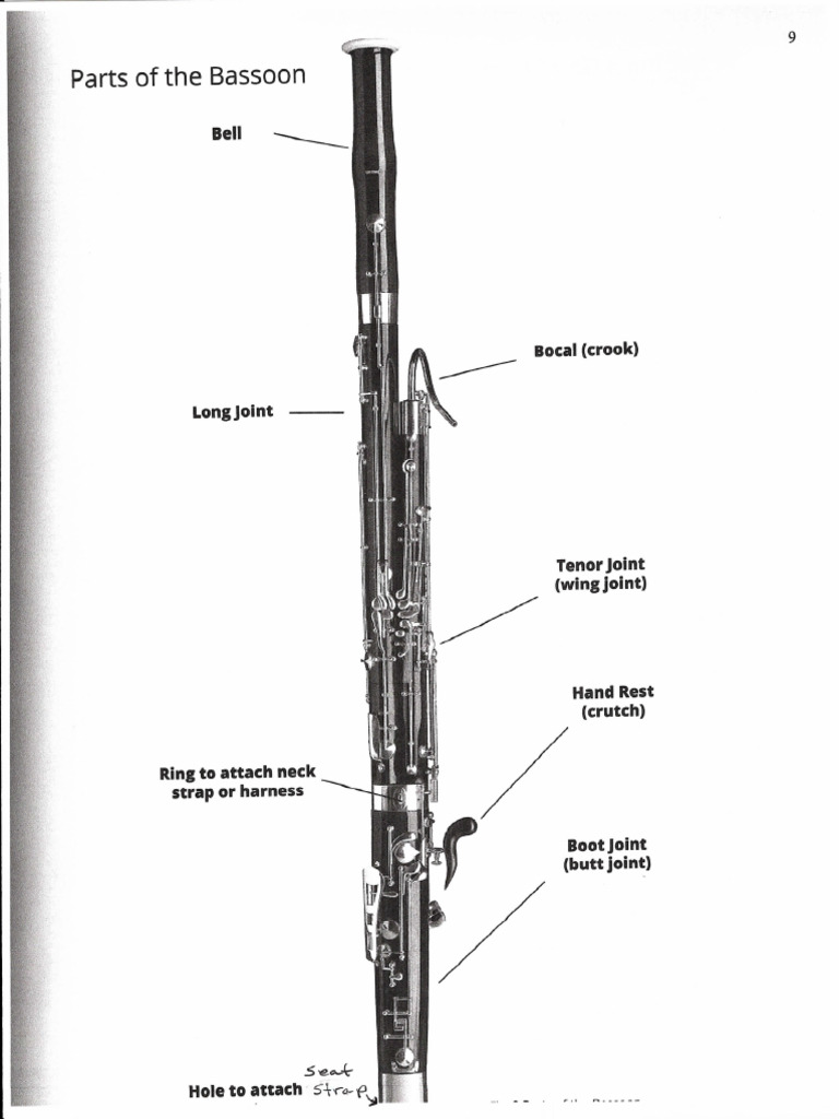 Bassoon Assembly & Disassembly | PDF | Bassoon | Woodwind Instruments