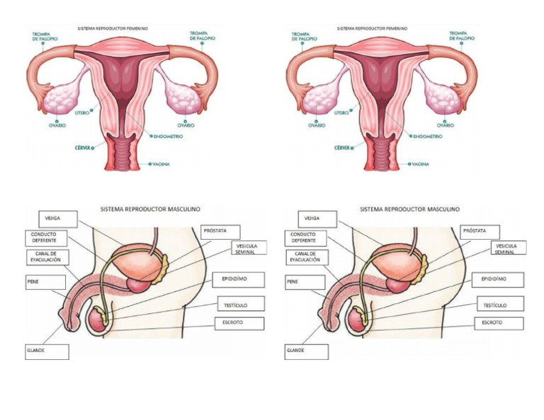 Imagenes Aparato Reproductivo Fem y Masc | PDF