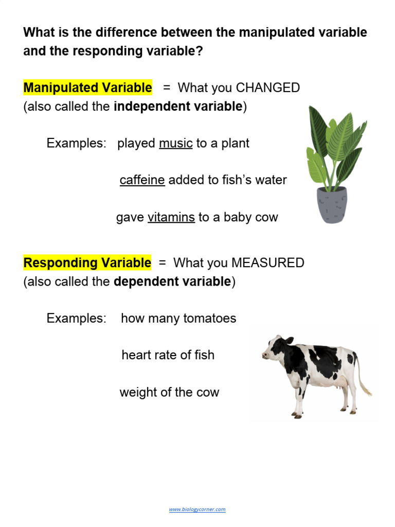 What Is The Differenence Between The Manipulated - Responding Variables | PDF