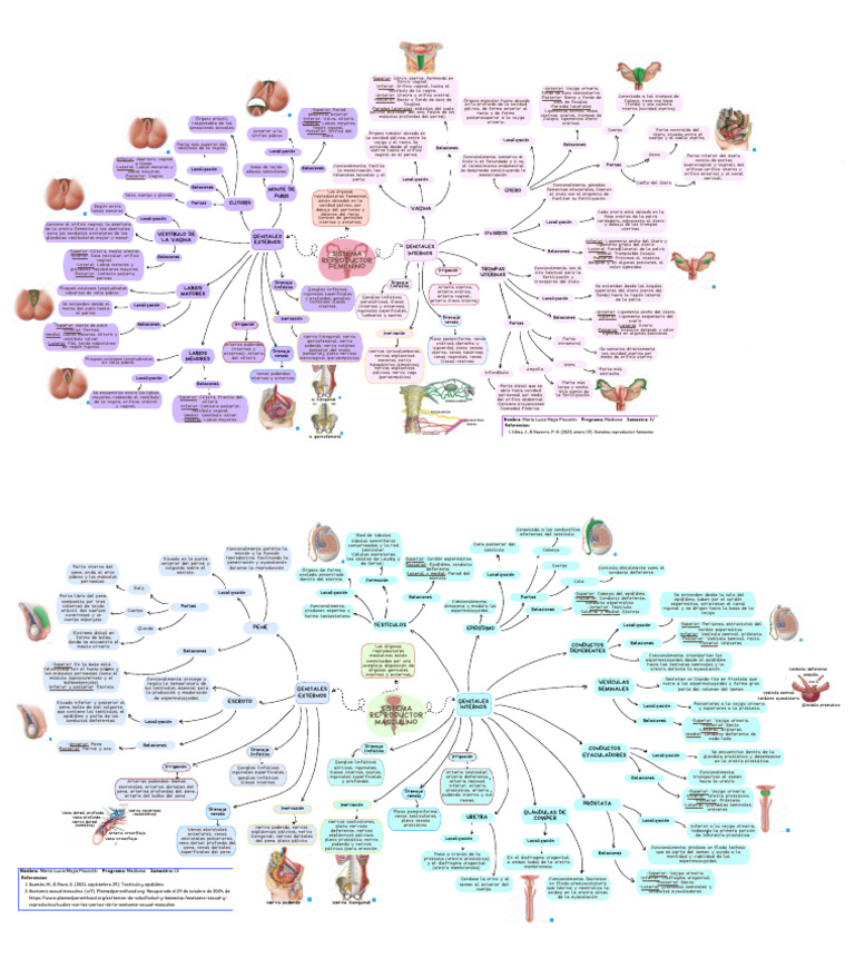 Mapa SR, Maria Mejia | PDF | Vagina | Labios