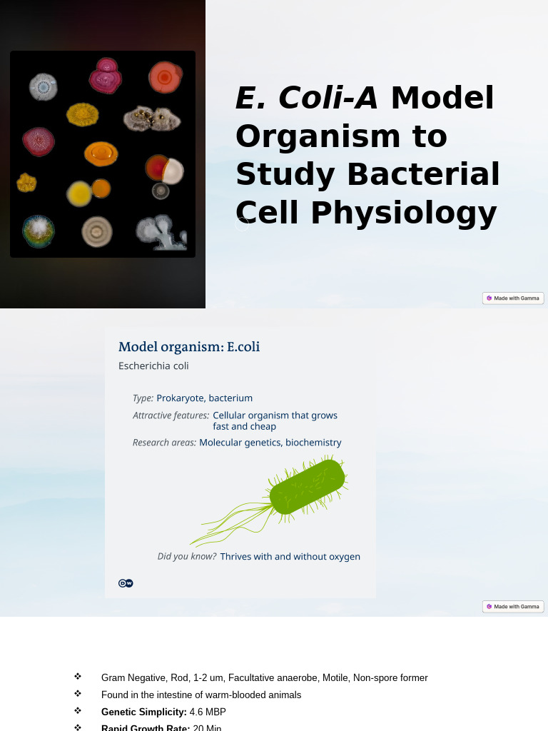 E. Coli As A Model Organism To Understand Bacterial Cell Physiology and ...