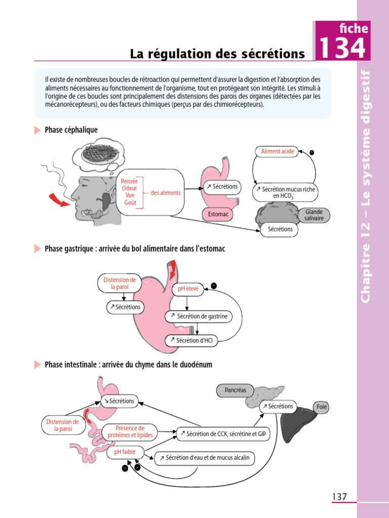 Régulation de la sécrétion gastrique | PDF | Estomac | Abdomen