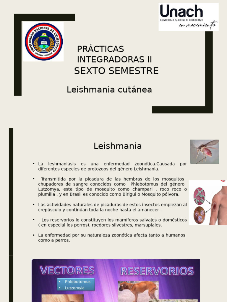Leishmania Cutánea: Transmisión y Síntomas | PDF | Leishmania | Biología