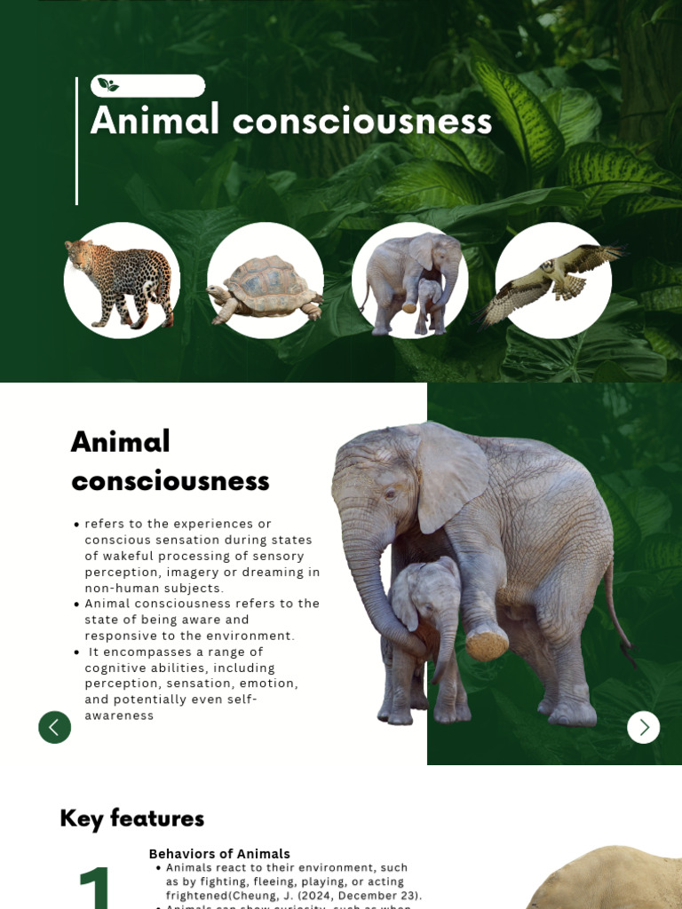 Animal Consciousness | PDF