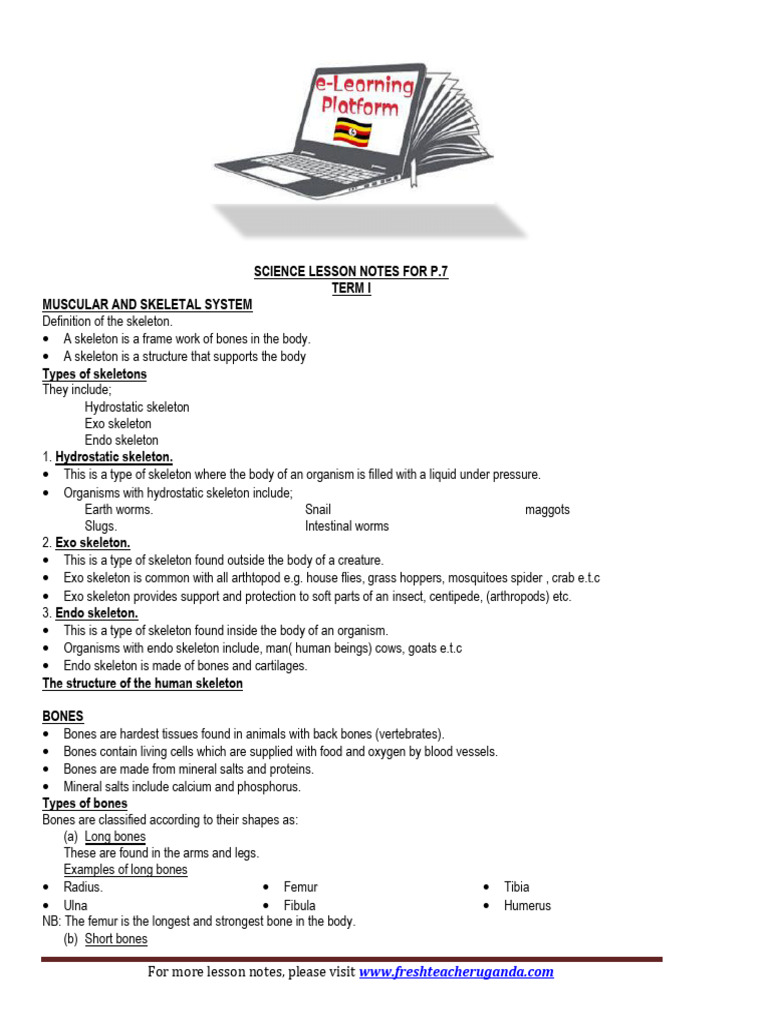 p.7 Science Term 1 Lesson Notes (1) | PDF | Lever | Skeleton