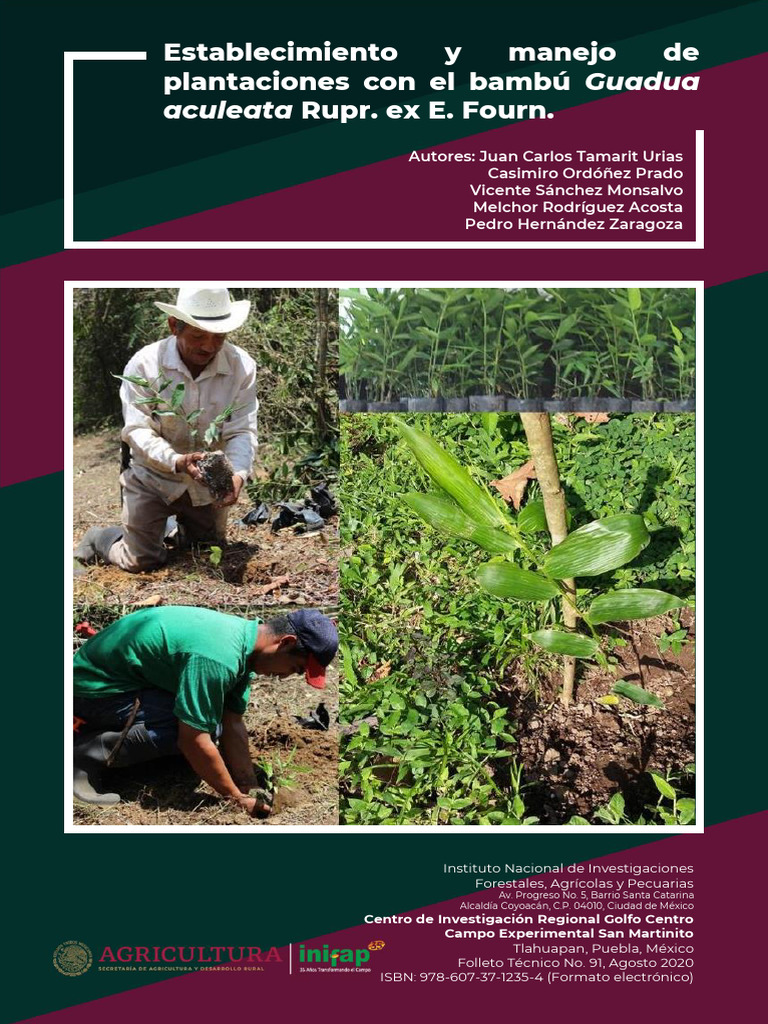 12281_5049_Establecimiento_y_manejo_de_plantaciones_con_el_bambú_Guadua_aculeata_Rupr._ex_E ...