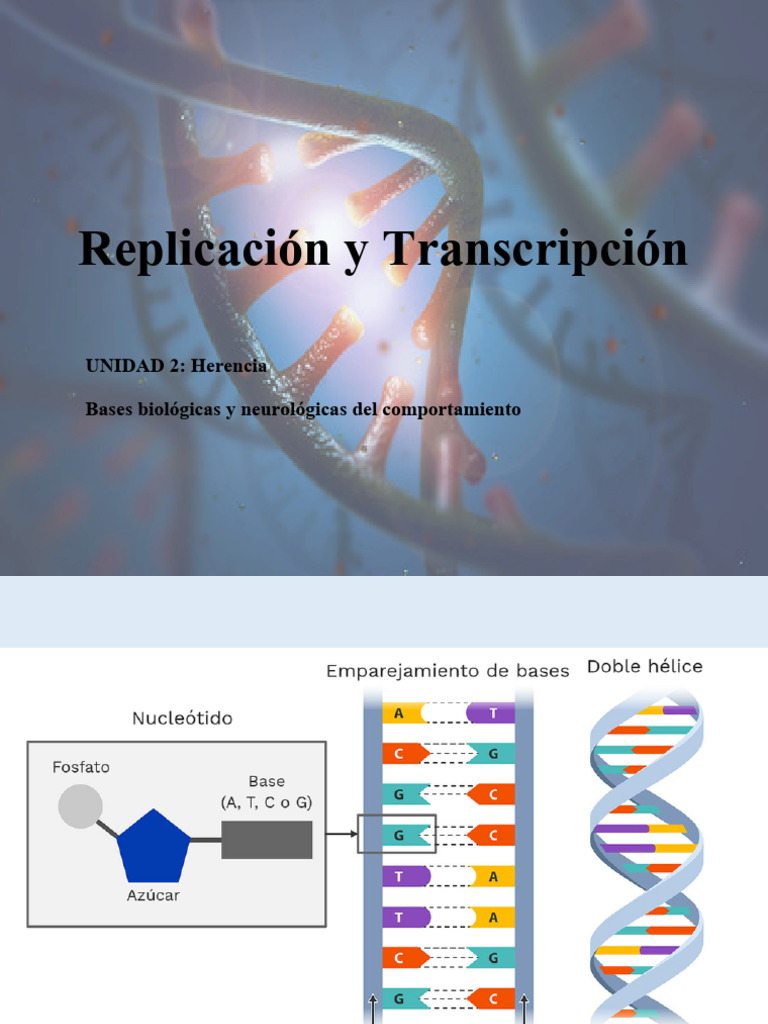 Replicacion y Transcripcion | PDF