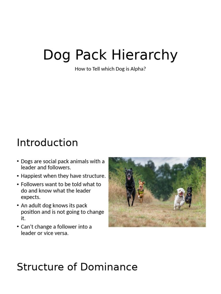 Understanding Dog Pack Hierarchy | PDF | Dogs | Zoology