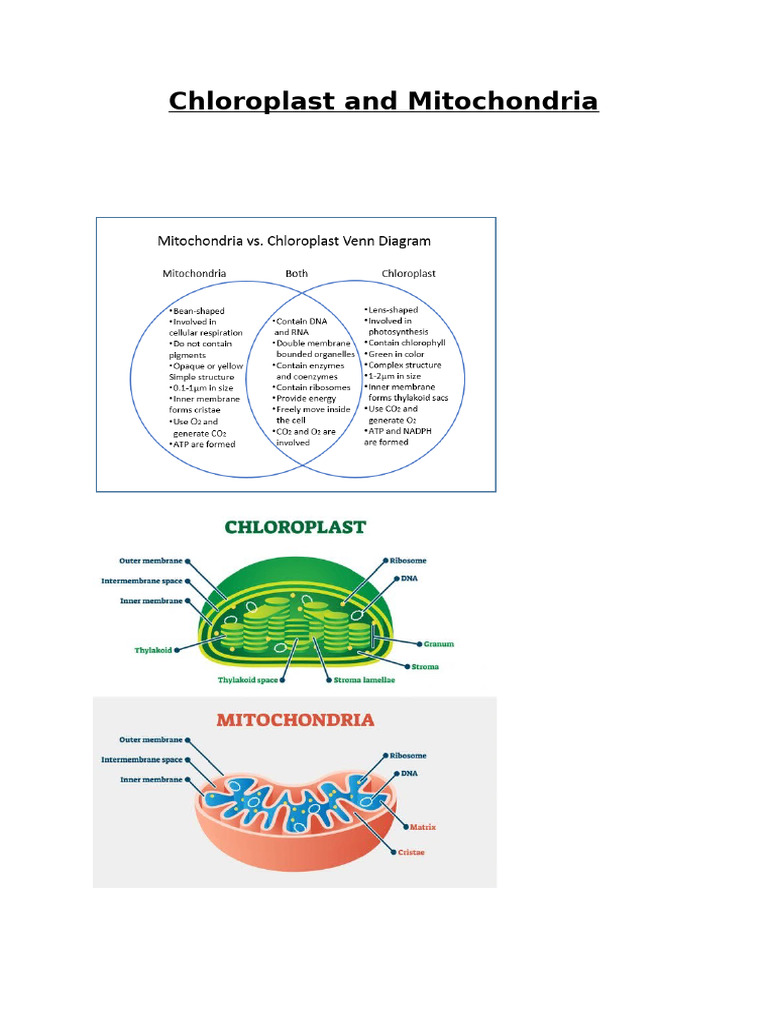 Chloroplast and Mitochondria | PDF