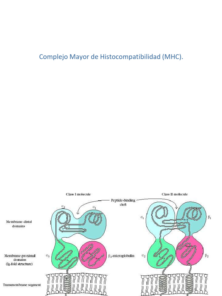 Clase CMH 2024 | PDF | Complejo mayor de histocompatibilidad | Antígeno ...