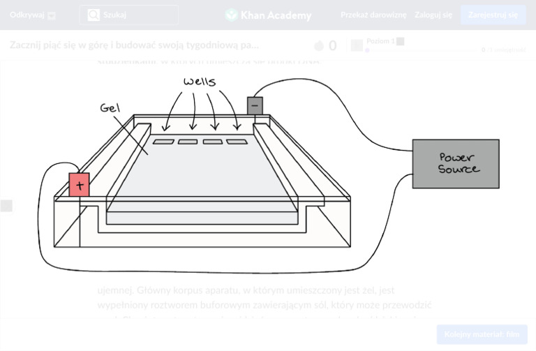 Elektroforeza Żelowa (Artykuł) Khan Academy | PDF