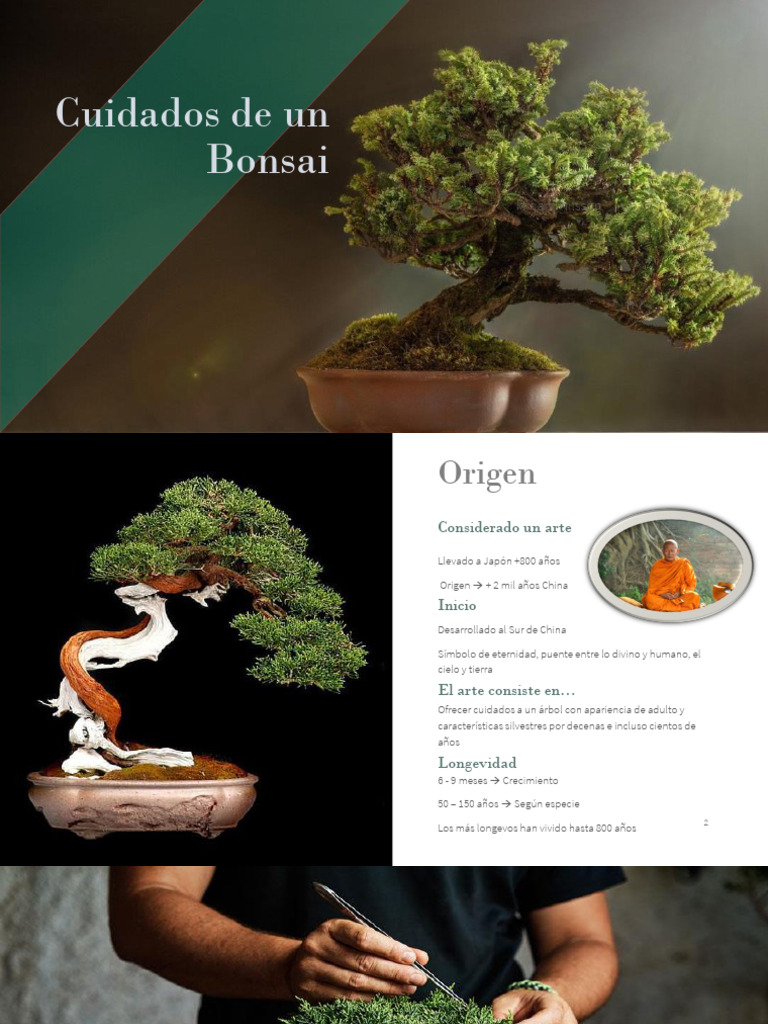 Cuidados de Un Bonsai | PDF