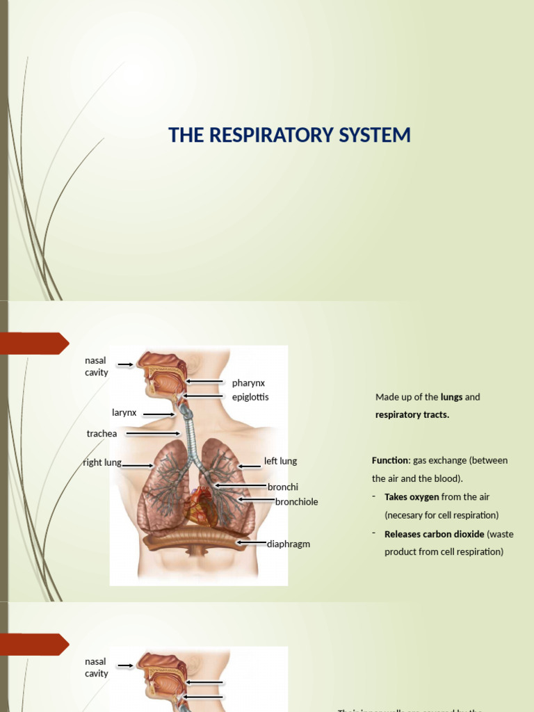 Respiratory Excretory Systems P.point | PDF | Respiratory Tract | Lung