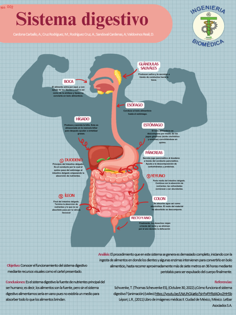 Cartel Anatomía (1) | PDF | Sistema digestivo humano | Digestión