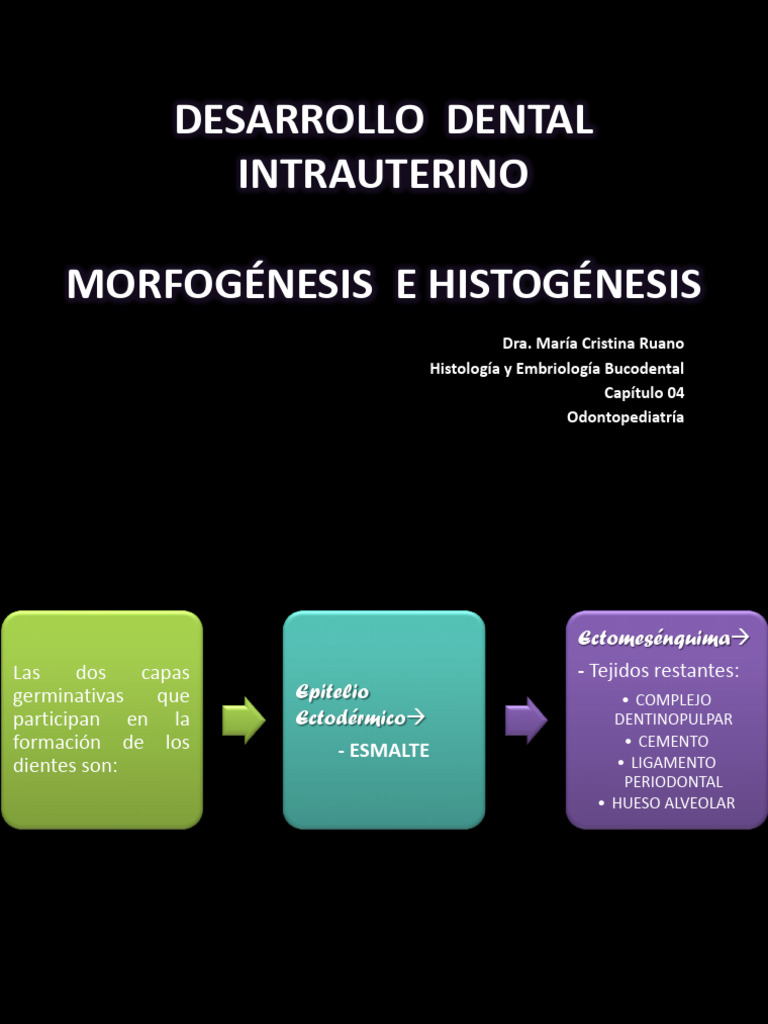 Morfogénesis e Histogénesis Dental | PDF | Epitelio | Anatomía