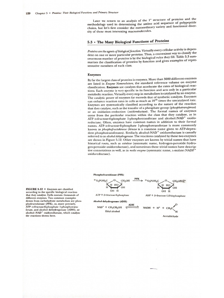 Protein Biological Function And Primary Structure Pdf