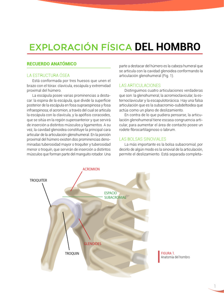 Exploración Hombro (Detallado) | PDF | Hombro | Extremidades (anatomía)