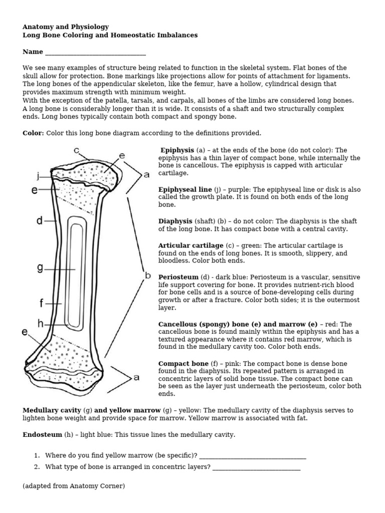 Long Bone Coloring Human Anatomy Assignment | PDF | Bone | Skeleton