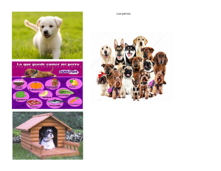 Todo sobre los perros: cuidados y razas | PDF