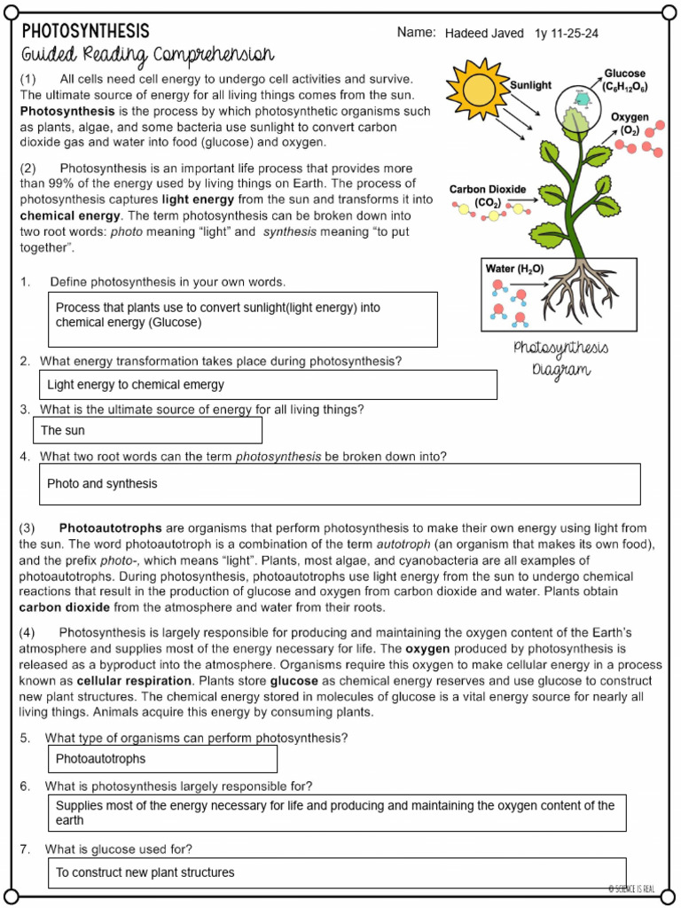 Photosynthesis Reading Comprehension Activity | PDF | Photosynthesis ...