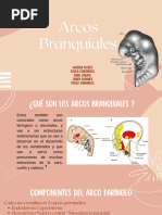 Arcos Branquiales en Embriología Humana | PDF | Anatomía humana ...
