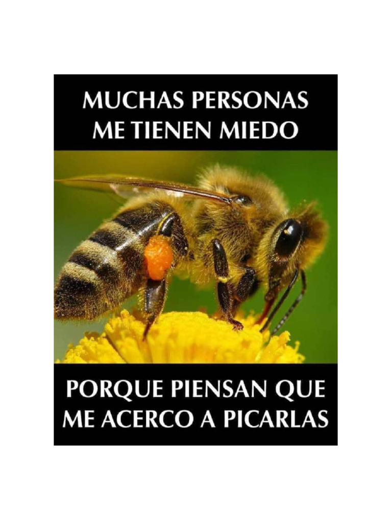Abejas | PDF