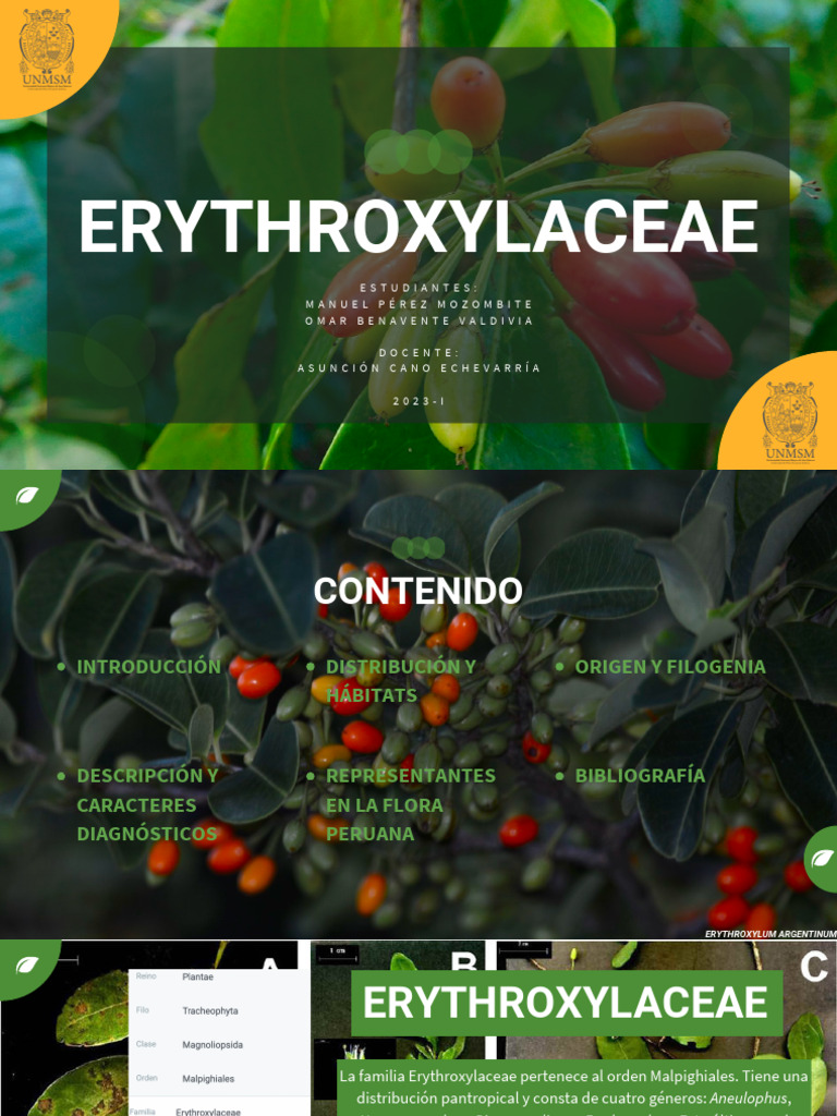 Erythroxylaceae - Seminario | PDF | Flores | Reproducción de plantas