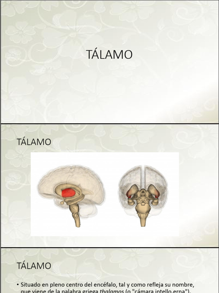 Funciones y Estructura del Tálamo | PDF | Cerebro | Tálamo