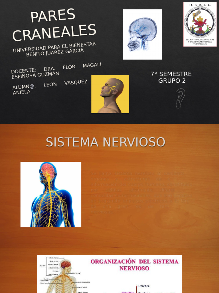 Exploración Neurológica y Pares Craneales | PDF | Sistema nervioso | Cerebro
